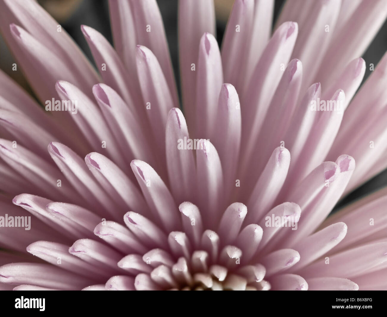Chrysanthemum extract hi-res stock photography and images - Alamy