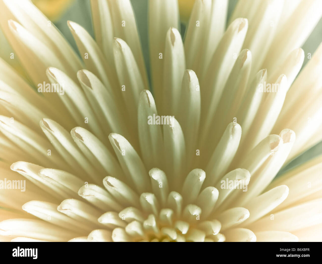 Chrysanthemum anastasia hi-res stock photography and images - Alamy