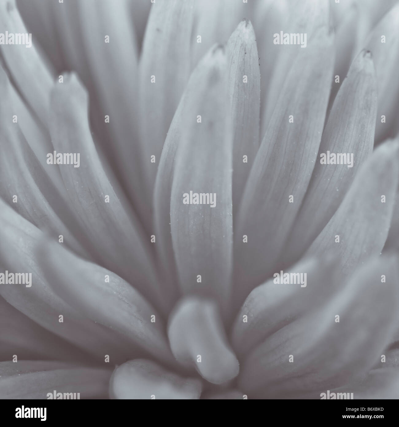 Close up of Chrysanthemum flower full frame Stock Photo - Alamy