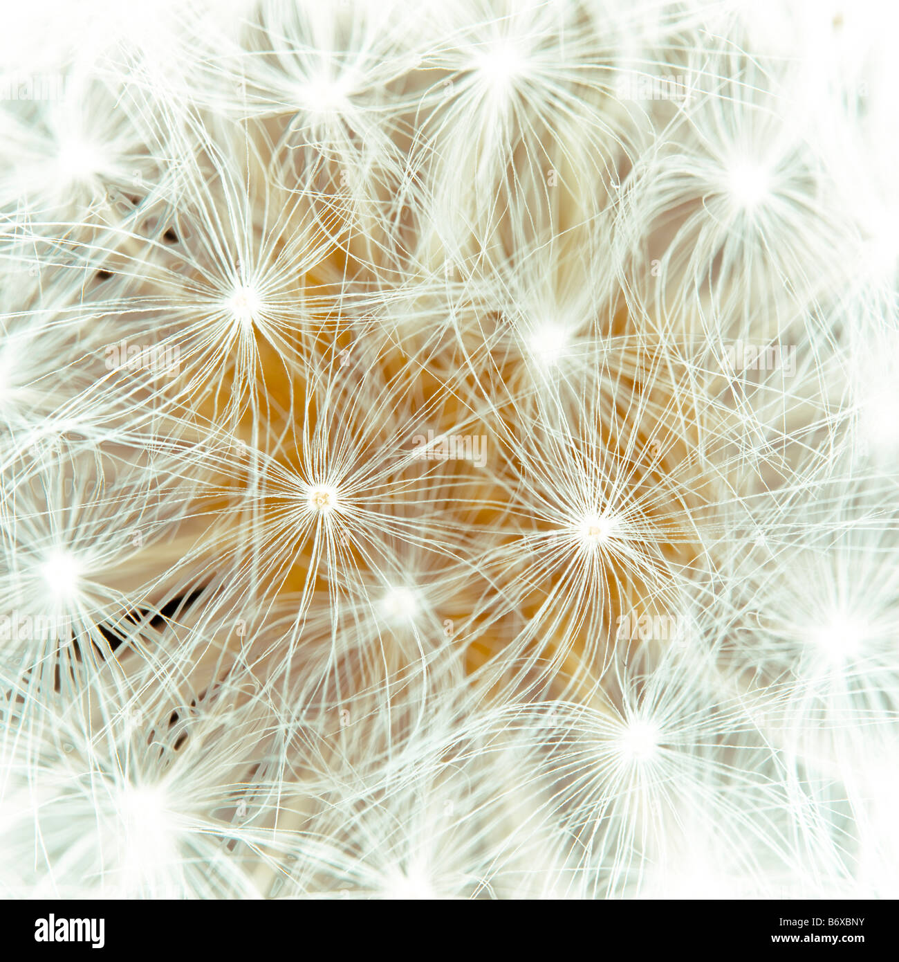 Close up of dandelion clock Stock Photo - Alamy