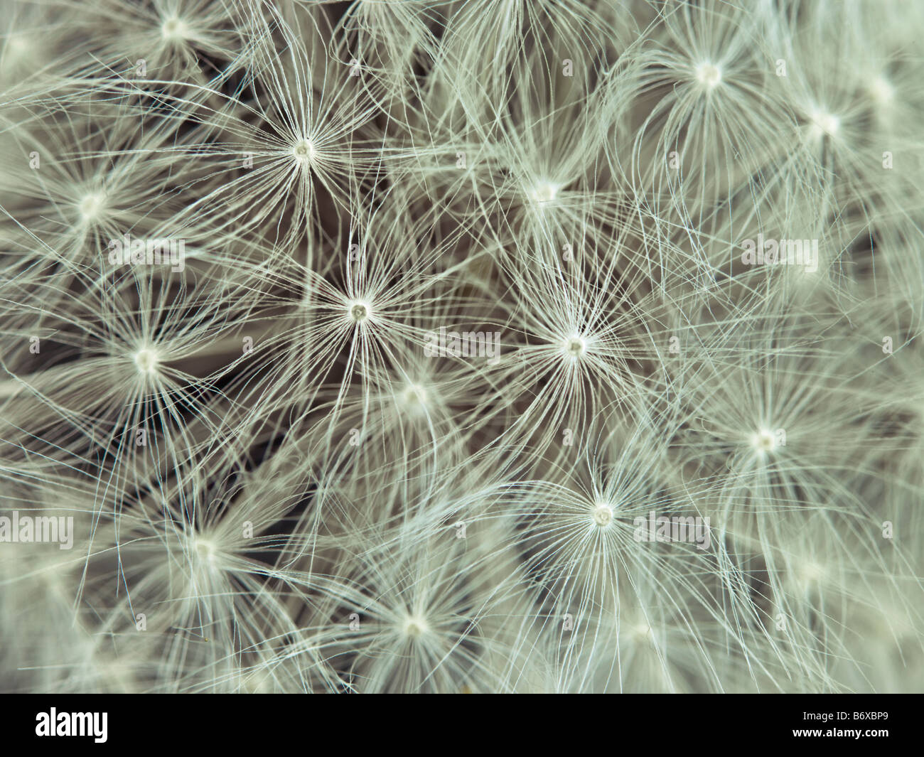 Close up of dandelion clock Stock Photo - Alamy