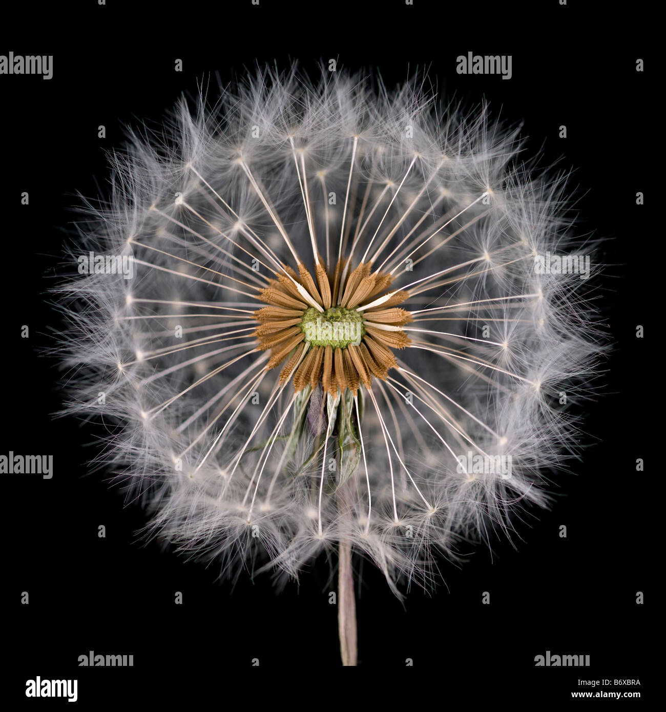 Close up of dandelion clock Stock Photo - Alamy