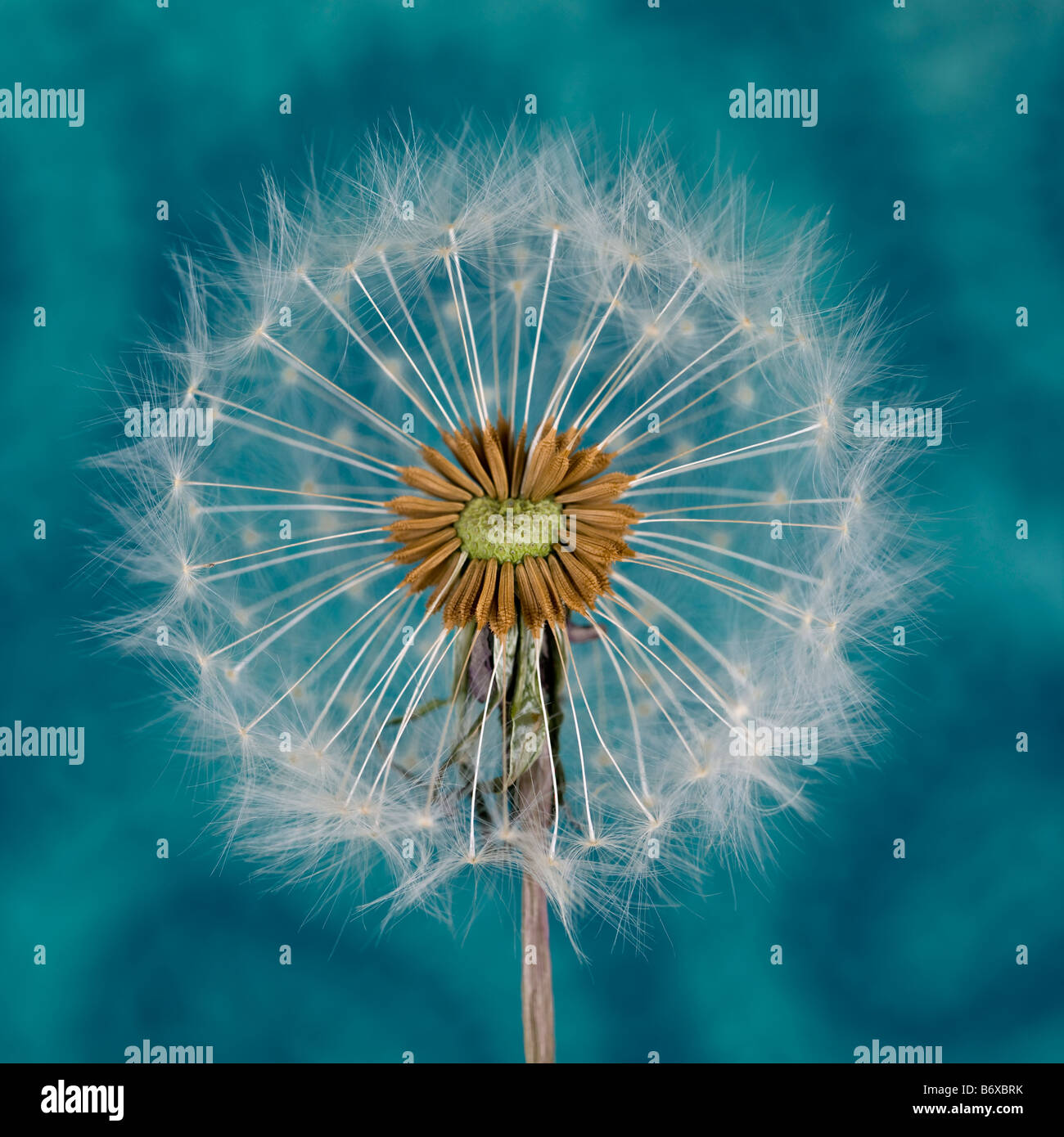 Close up of dandelion clock Stock Photo - Alamy