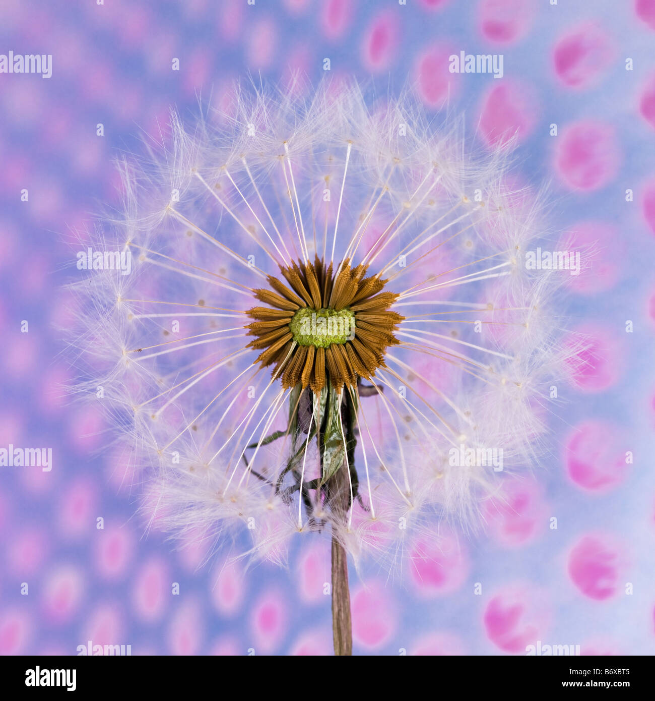 Close up of dandelion clock Stock Photo - Alamy