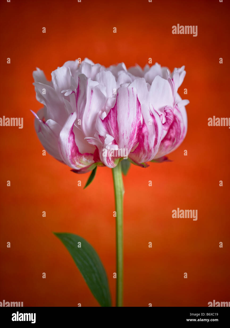 Peony flower close up Stock Photo - Alamy