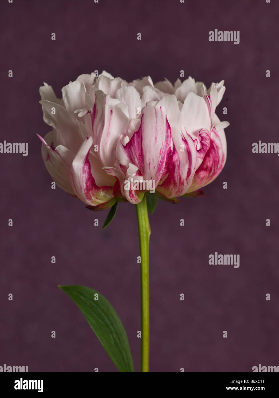 Peony flower close up Stock Photo - Alamy