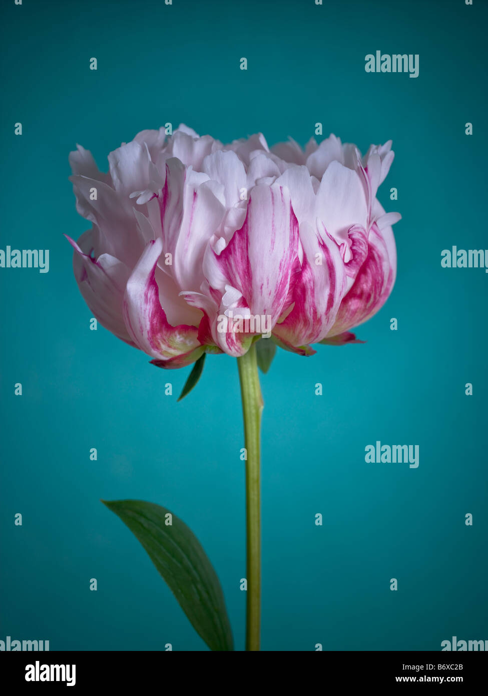 Peony flower close up Stock Photo - Alamy