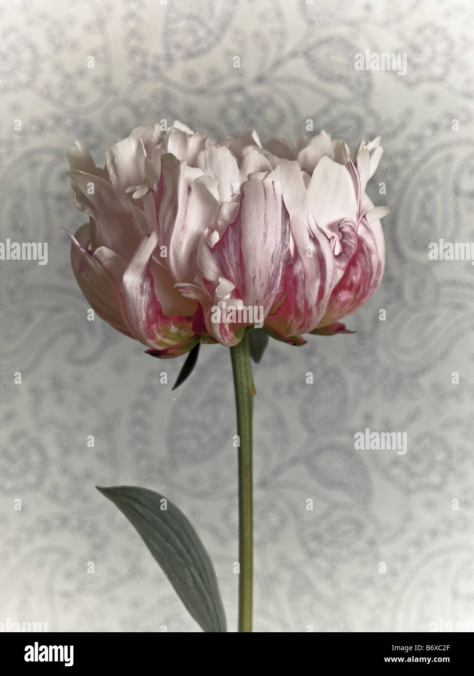 Peony flower close up Stock Photo - Alamy