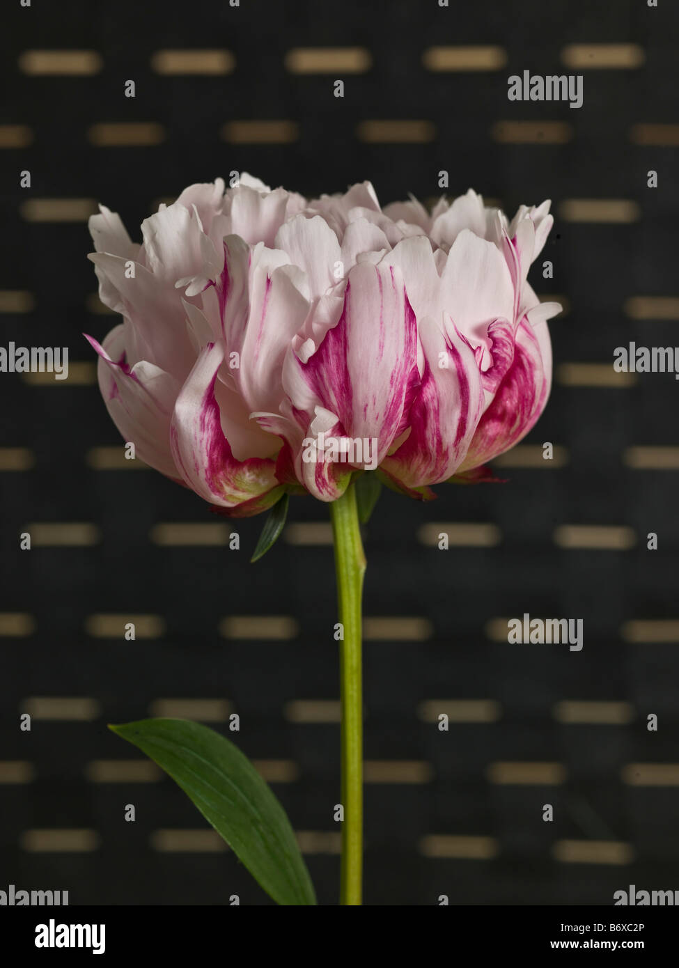 Peony flower close up Stock Photo - Alamy