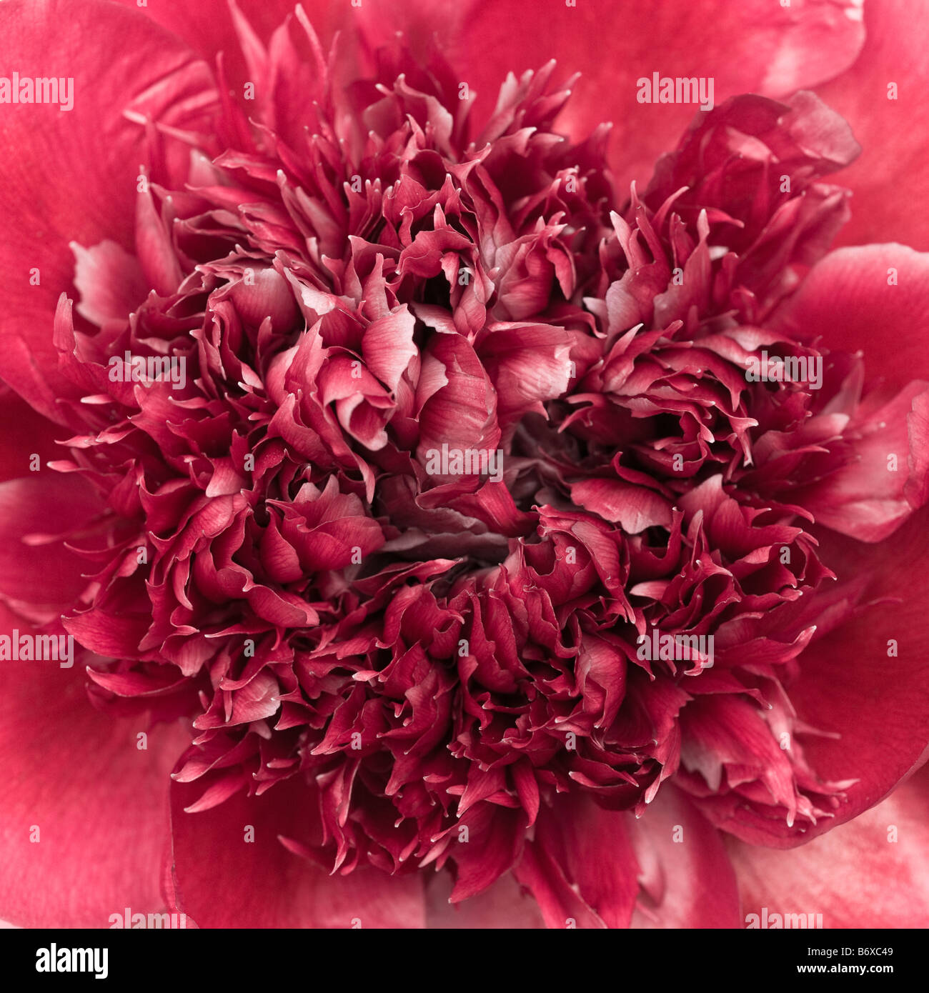 Extreme close up of red peony flower Stock Photo - Alamy