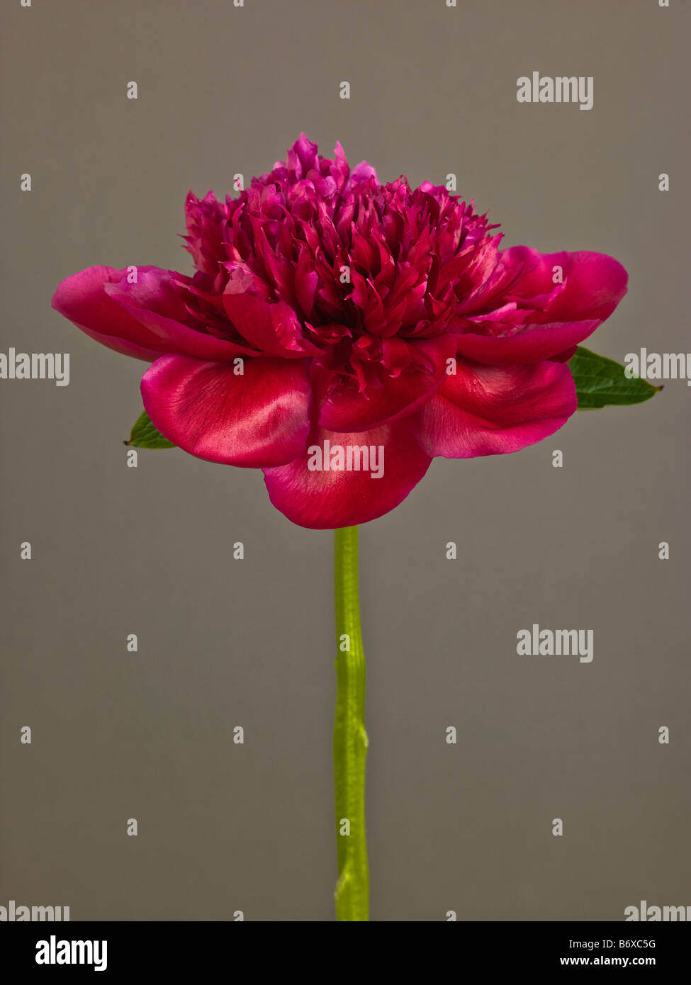 Red Peony flower close up Stock Photo - Alamy