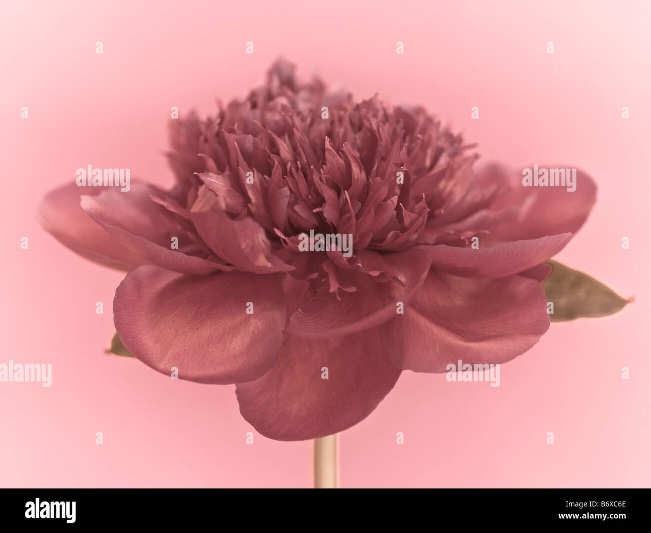 Peony flower close up Stock Photo - Alamy