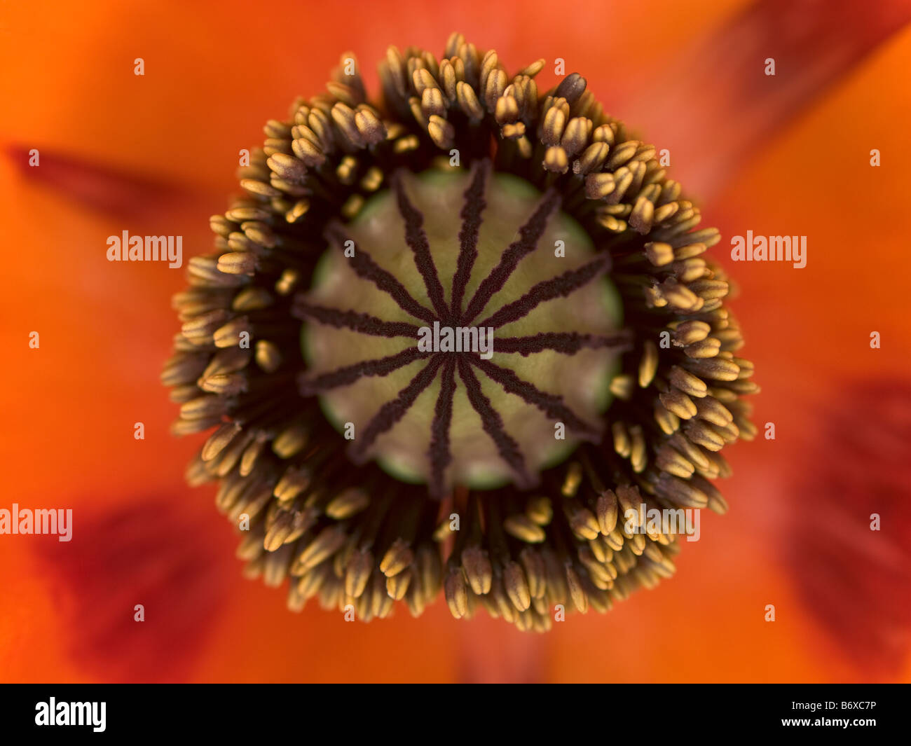 Stigma of oriental poppy close up Stock Photo - Alamy
