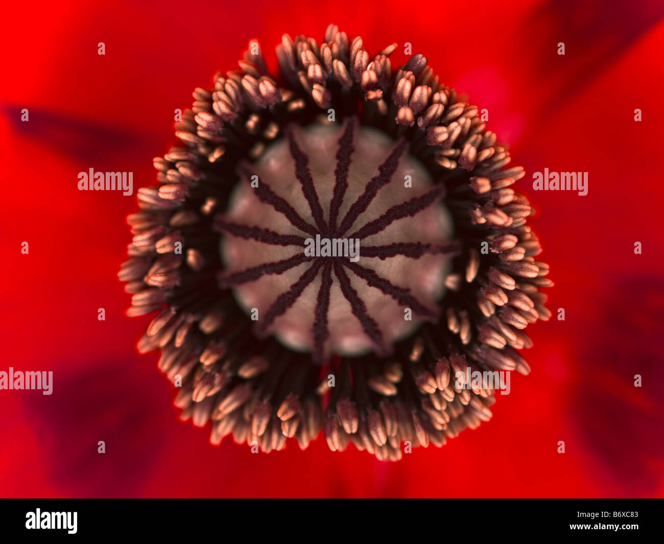 Stigma of oriental poppy close up Stock Photo - Alamy