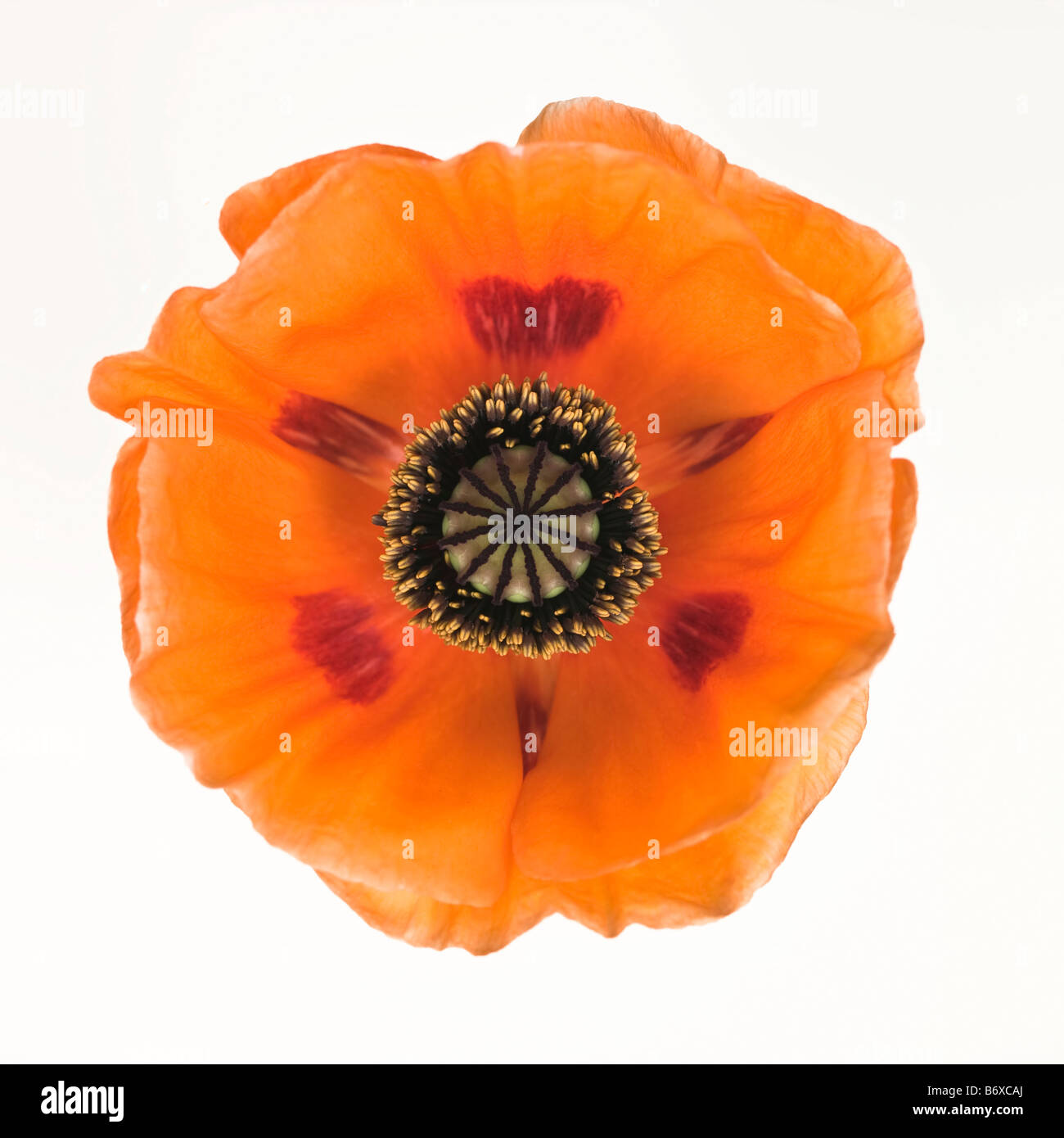 Poppy close ups hi-res stock photography and images - Alamy