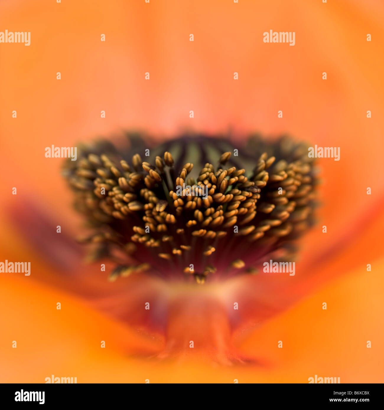 Extreme close up of orange oriental poppy full frame Stock Photo - Alamy