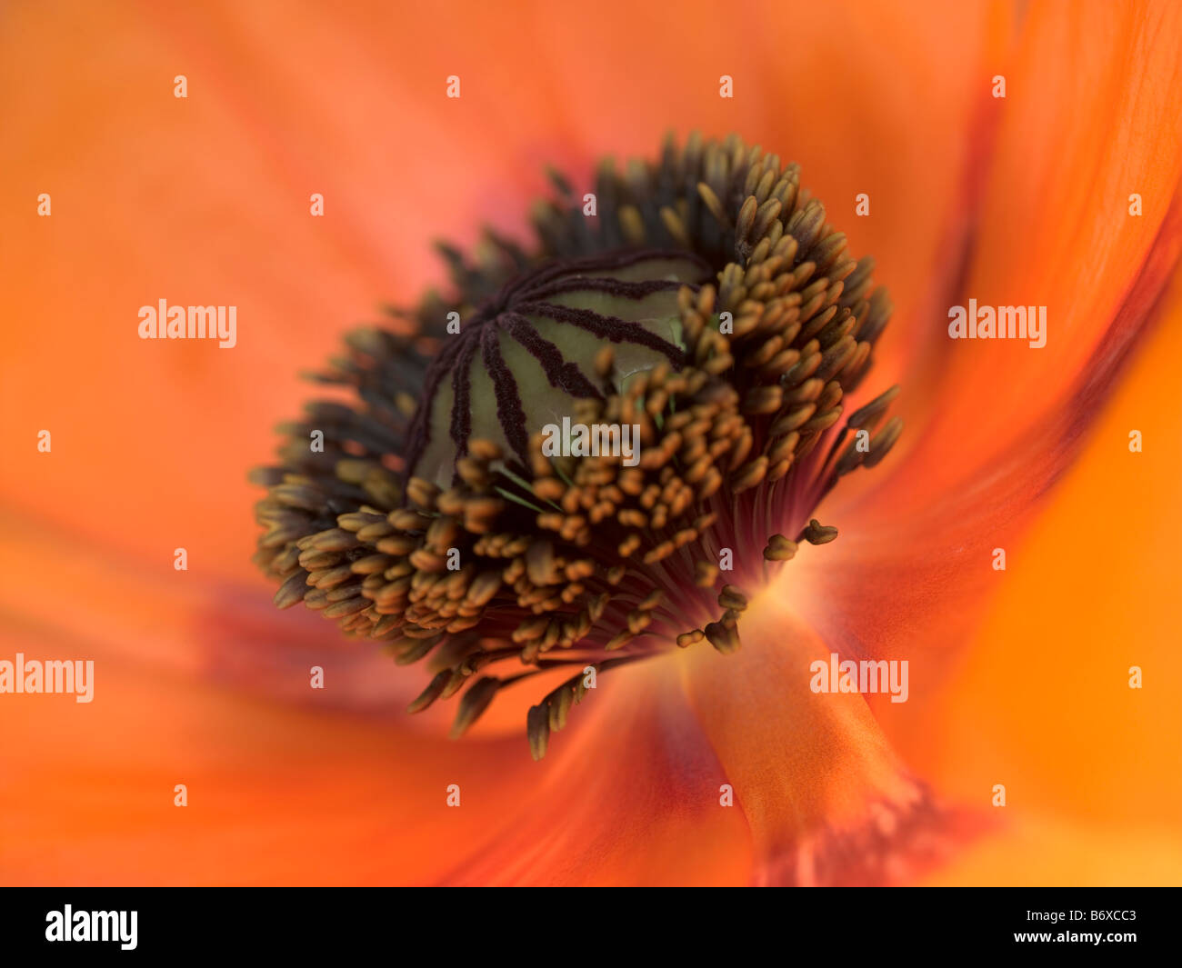 Extreme close up of orange oriental poppy full frame Stock Photo - Alamy