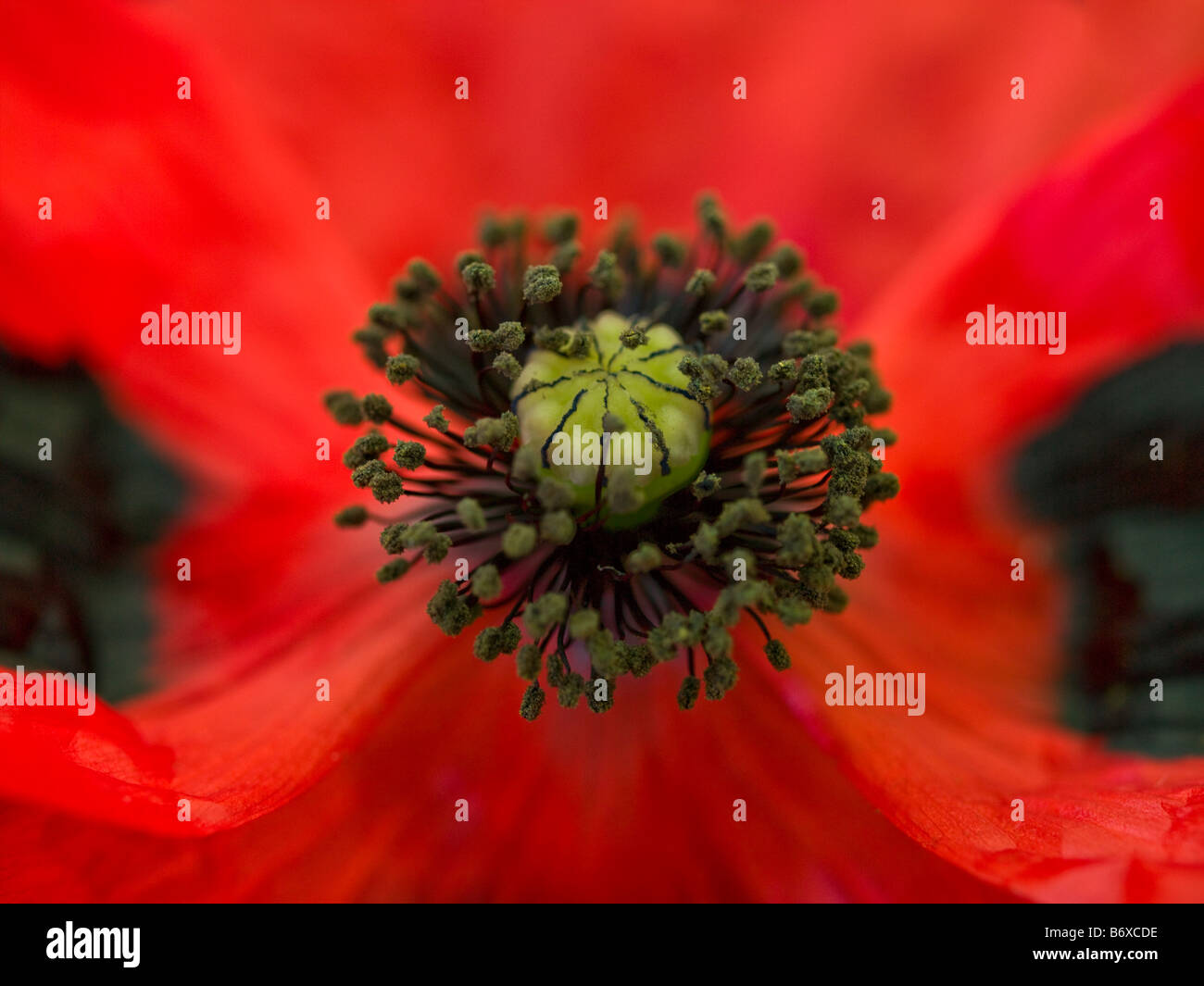 Stigma of red poppy flower close up Stock Photo - Alamy