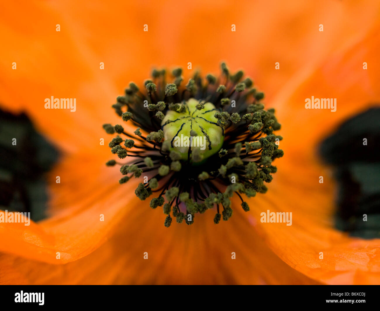 Stigma of orange poppy close up Stock Photo - Alamy