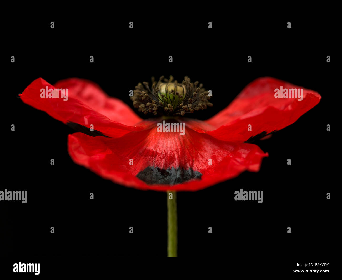 Ladybird poppy up close hi-res stock photography and images - Alamy