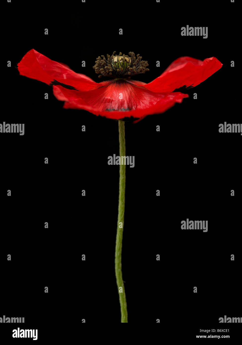 Sparkle poppy hi-res stock photography and images - Alamy