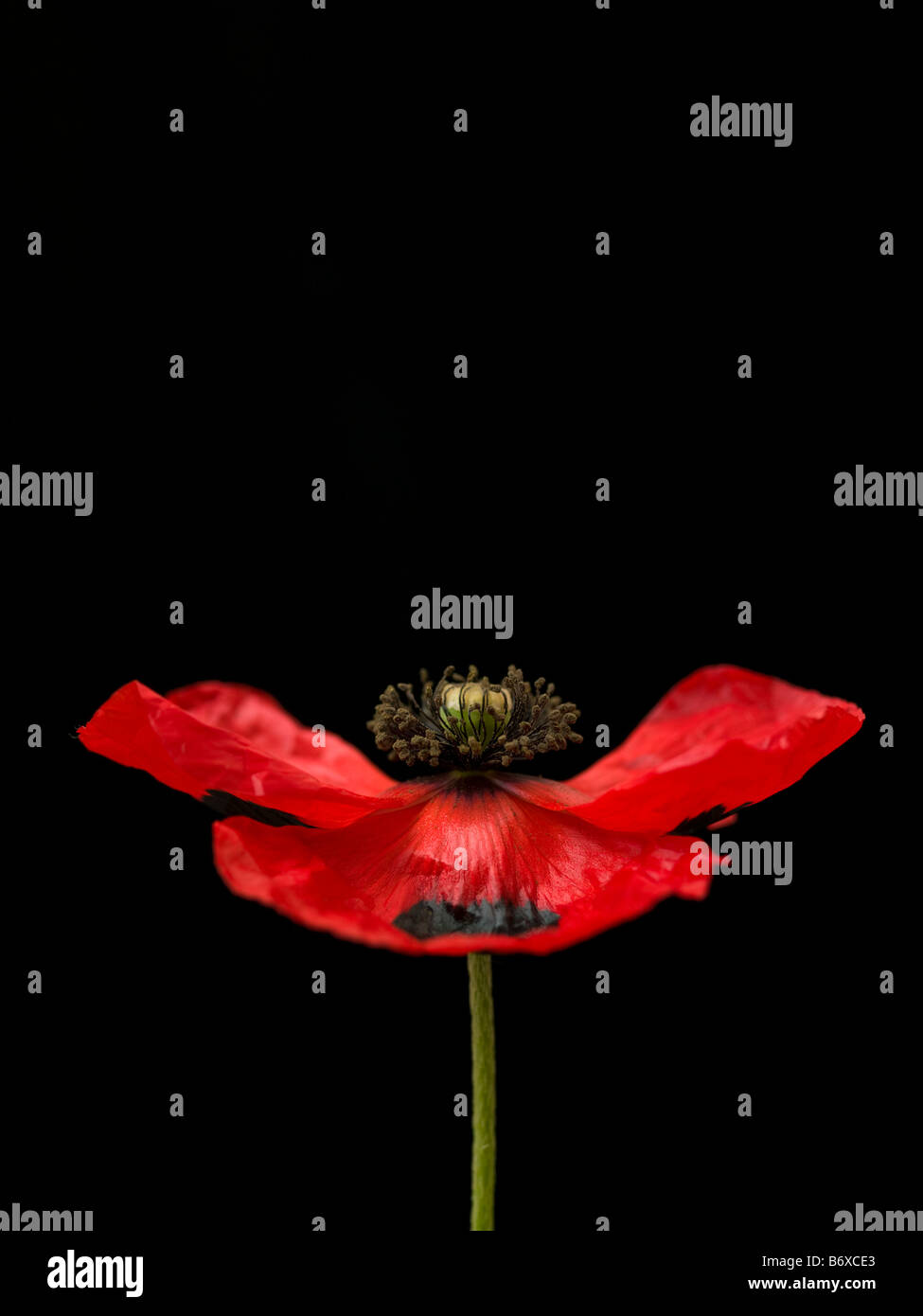 Red poppy close up Stock Photo - Alamy