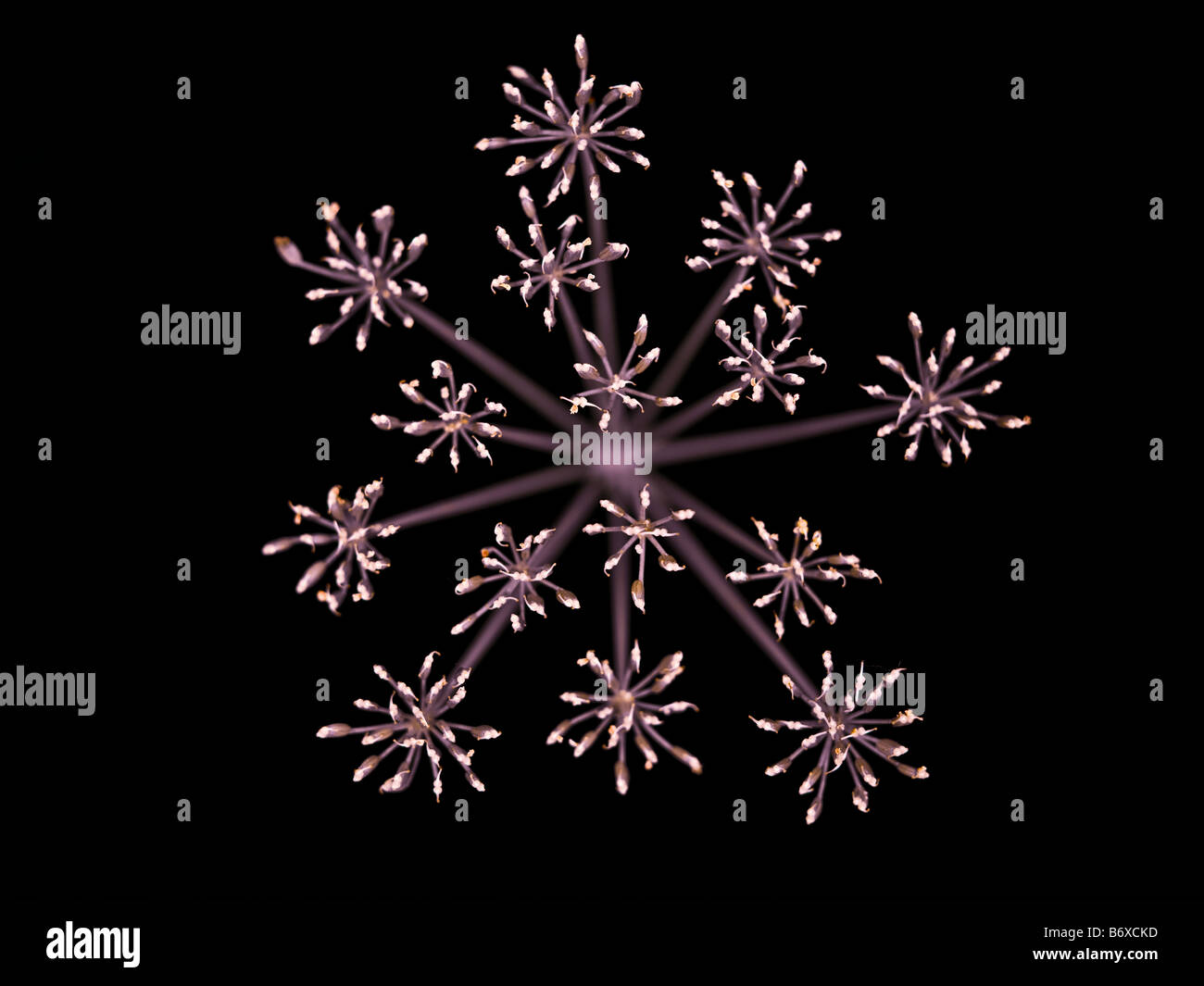 Pink Cow parsley close up Stock Photo - Alamy