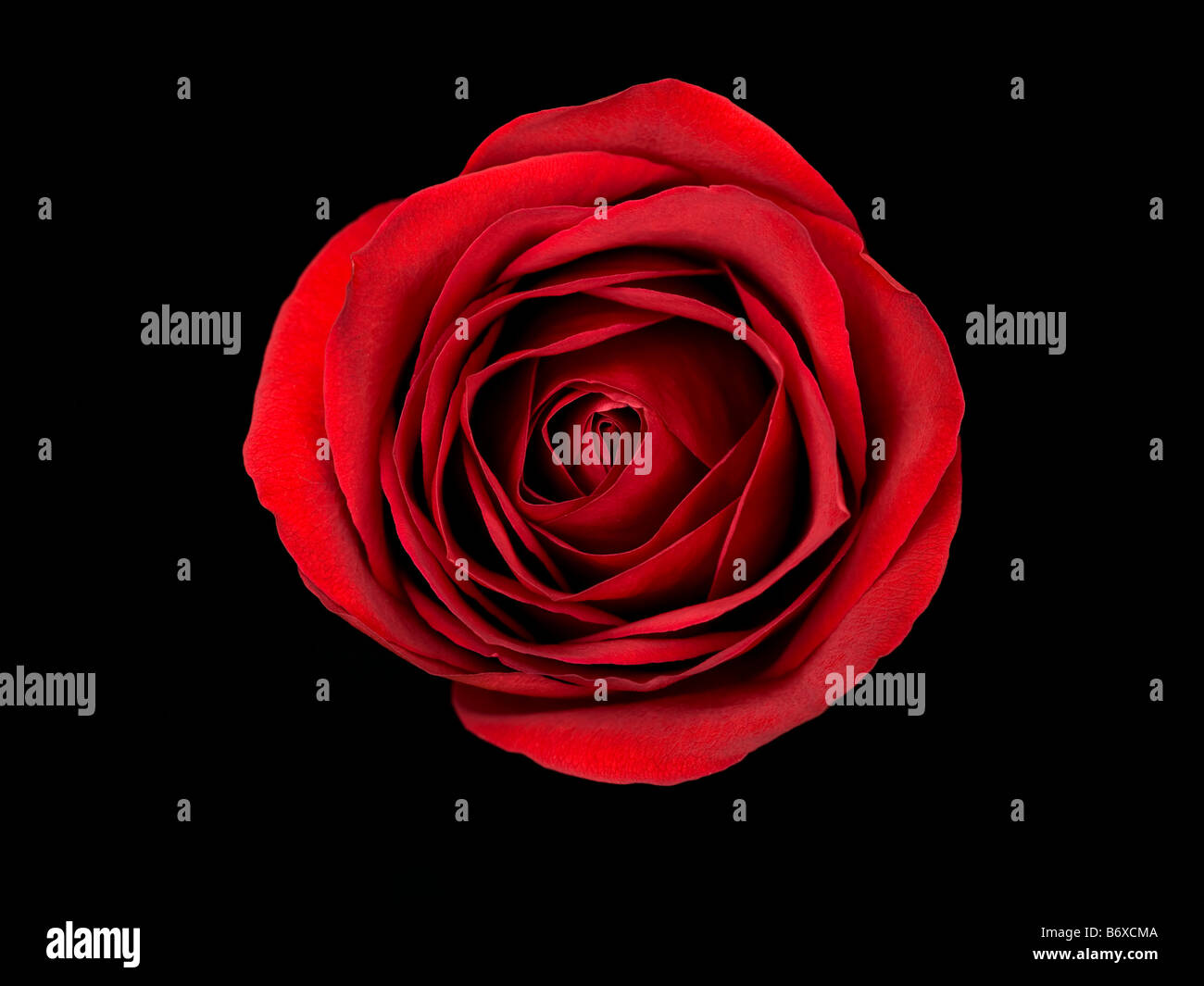 Close up of red rose Stock Photo - Alamy