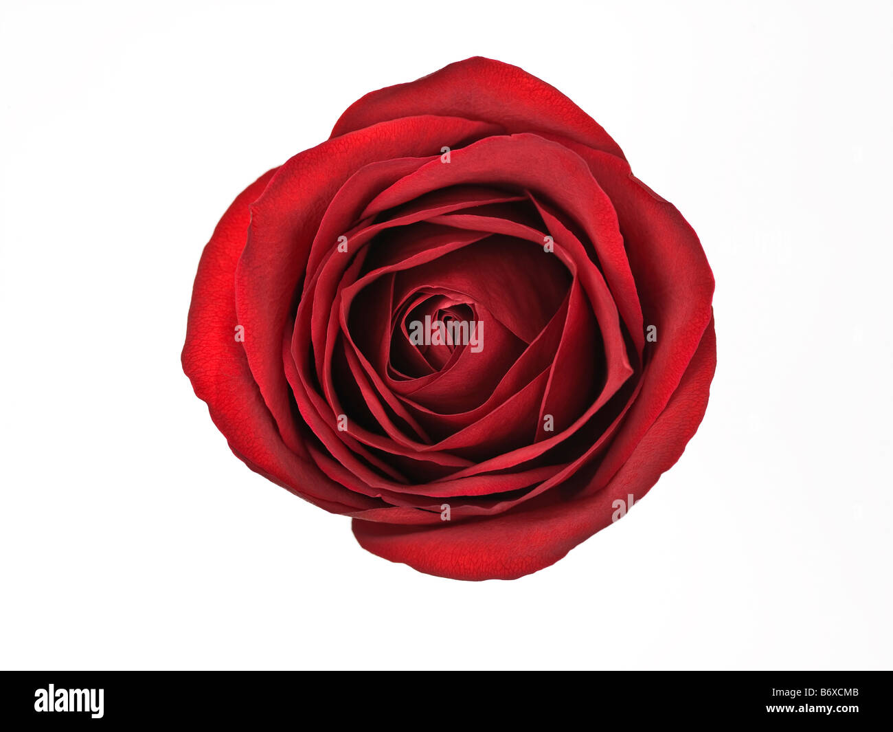 Closeup shot rose petals Cut Out Stock Images & Pictures - Alamy