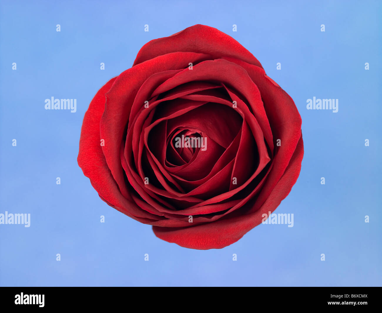 Rose flower images blue hi-res stock photography and images - Alamy