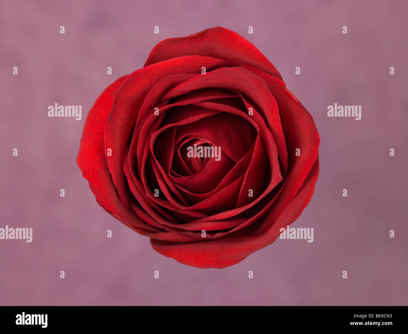Close up of red rose Stock Photo - Alamy