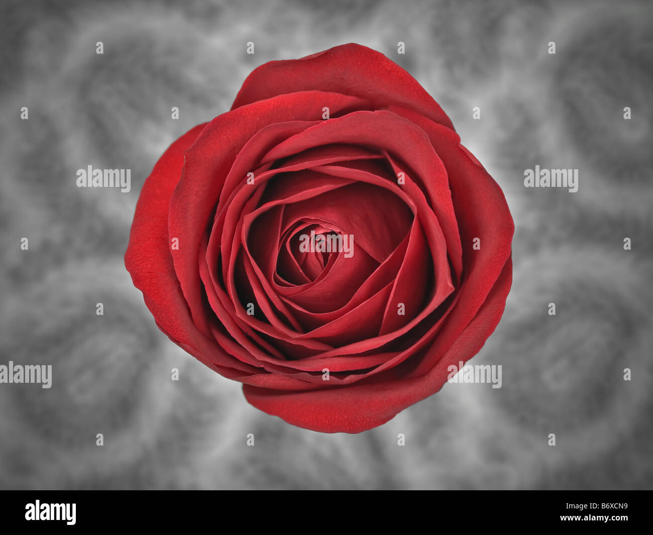 Close up of red rose with wallpaper in background Stock Photo - Alamy