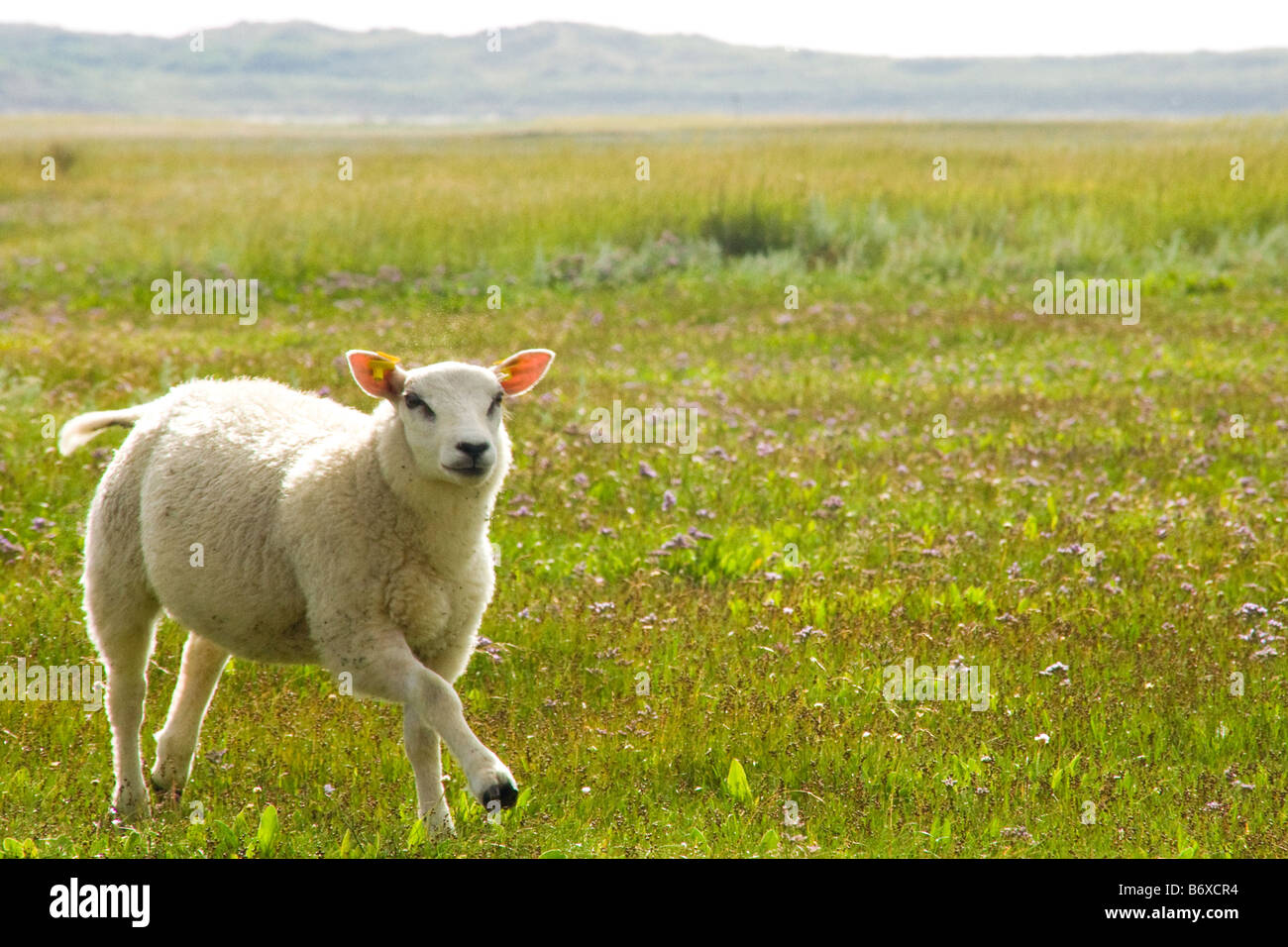 Sheep running hi-res stock photography and images - Alamy