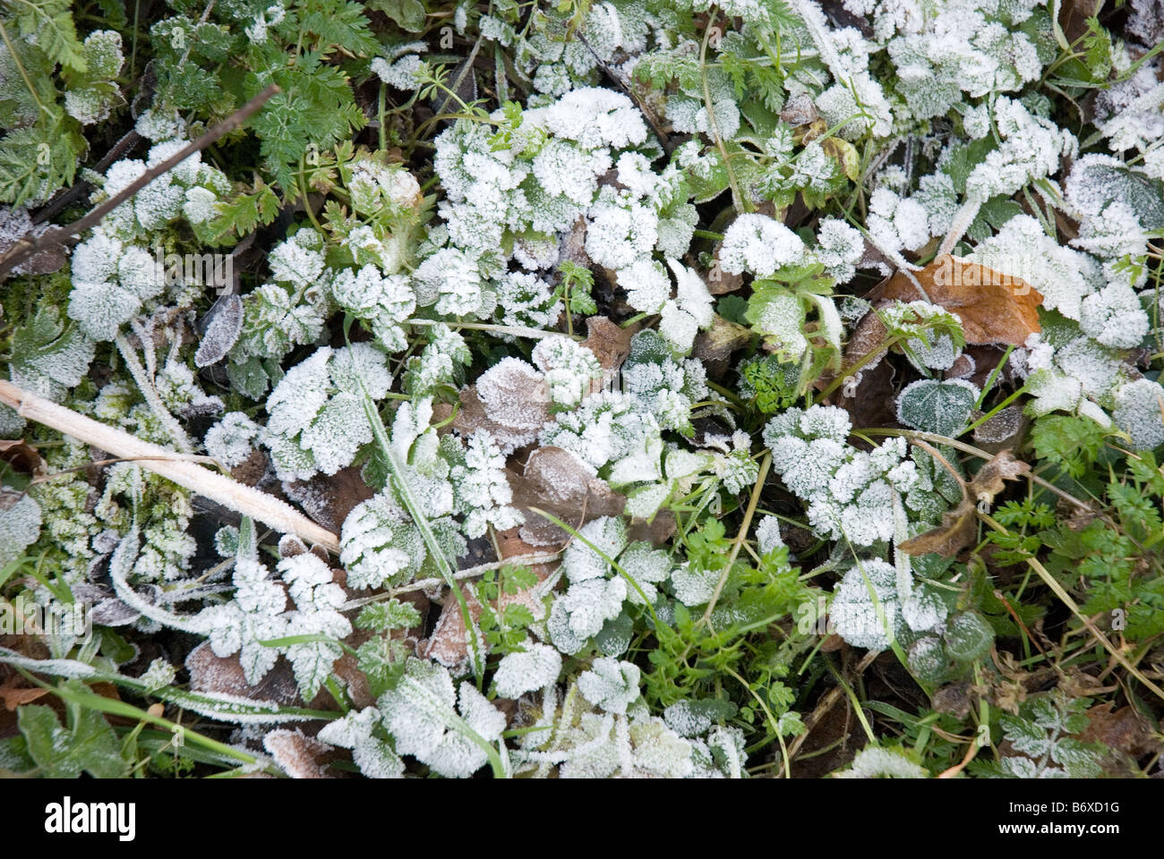 Frost covered grass Stock Photo - Alamy