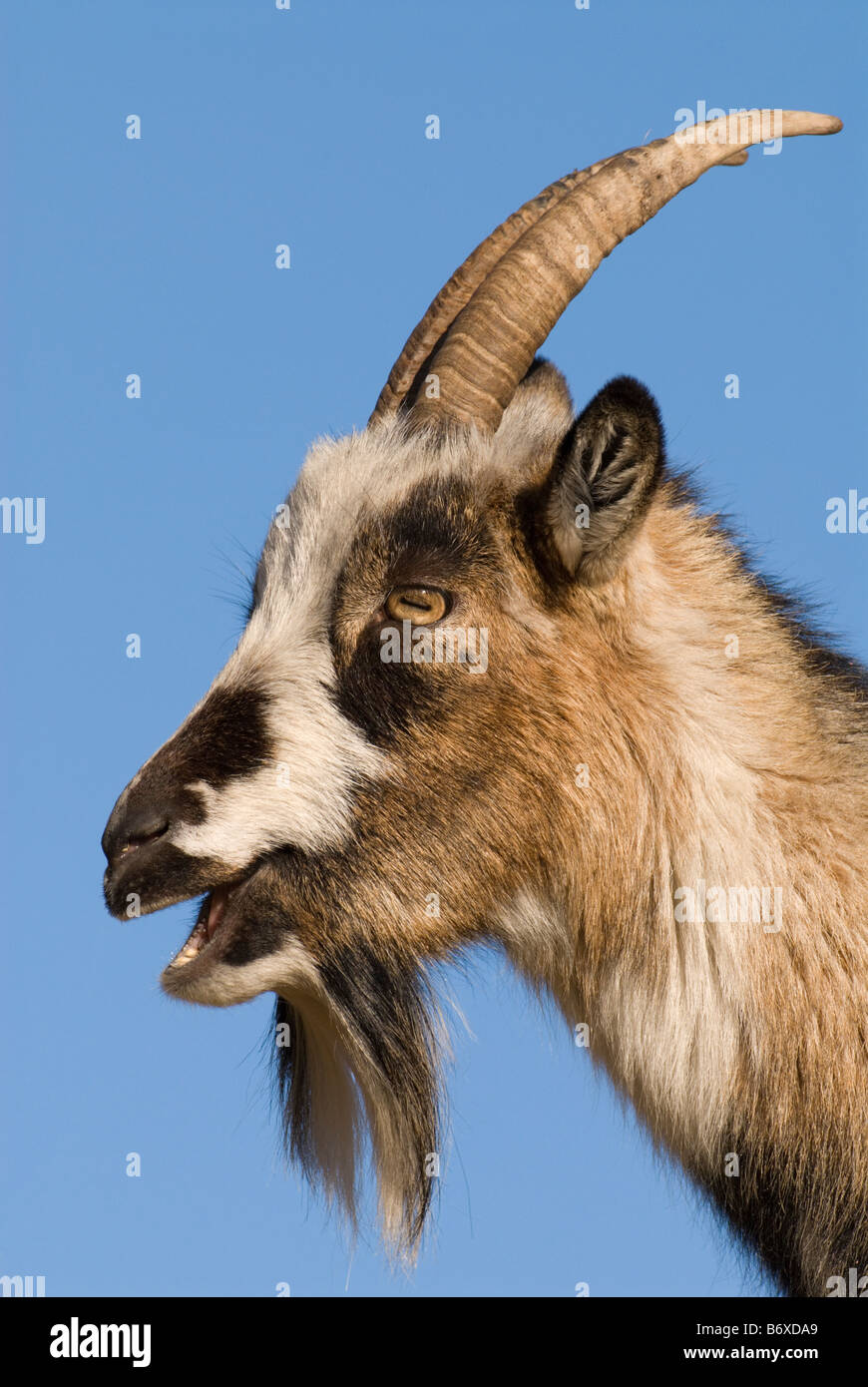 Goat chewing cud hi-res stock photography and images - Alamy
