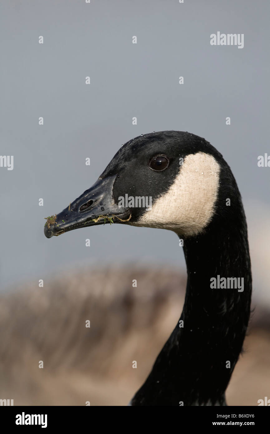 Canada Goose Plumage High Resolution Stock Photography and Images - Alamy