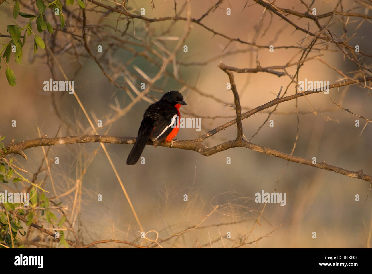 Black breasted red game birds hi-res stock photography and images - Alamy