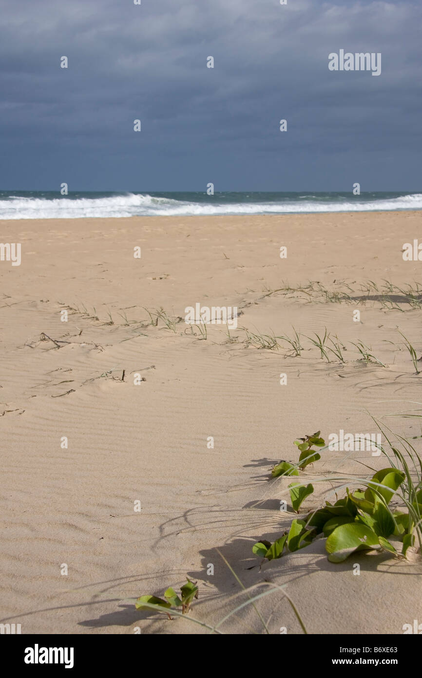Buddina beach hi-res stock photography and images - Alamy