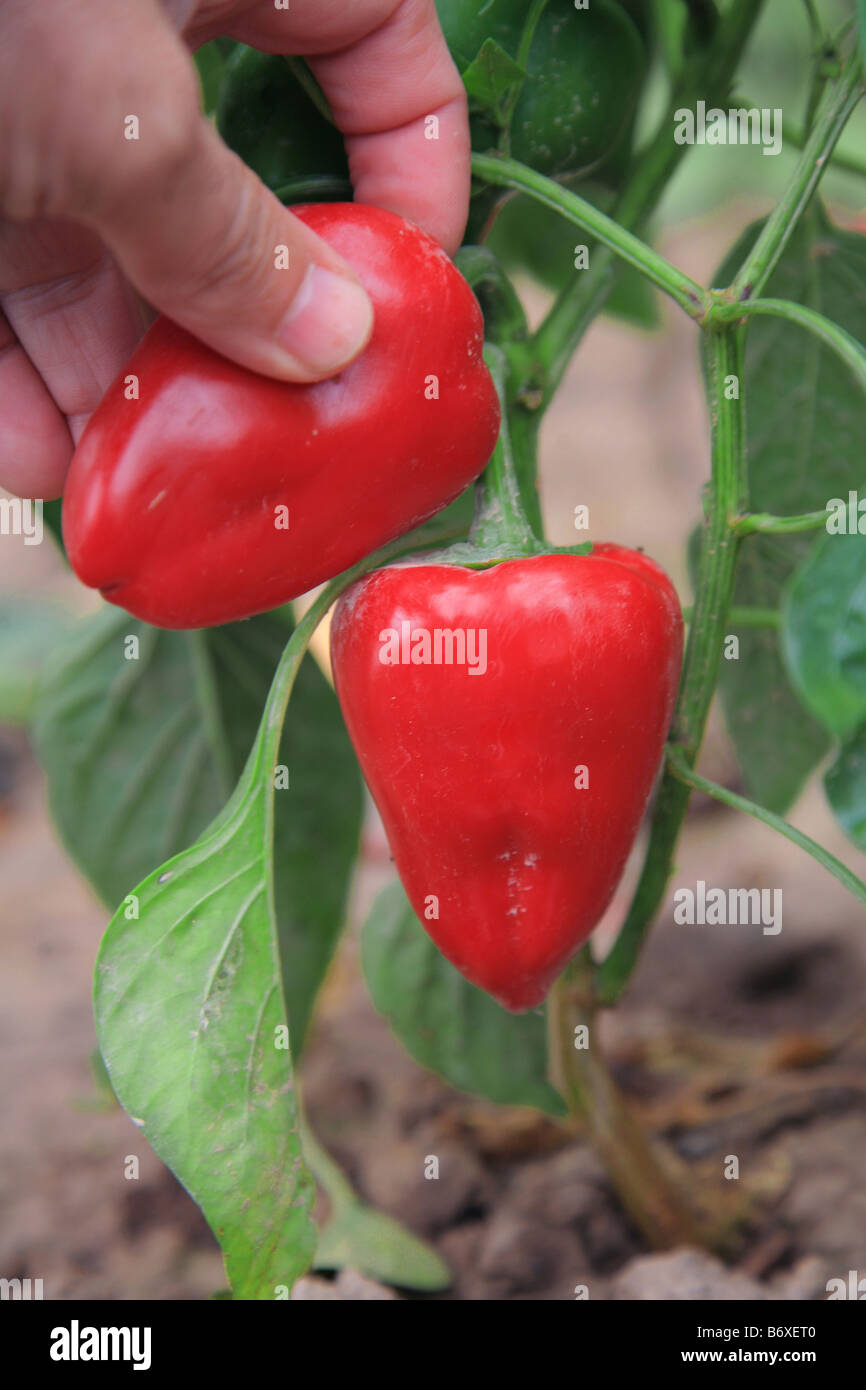 Pimiento hi-res stock photography and images - Alamy