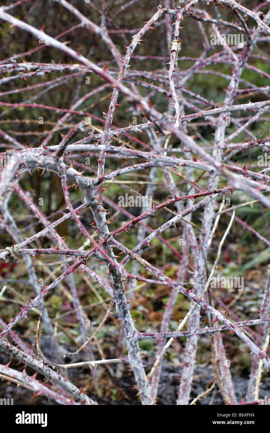 Rubus cockburnianus hi-res stock photography and images - Alamy