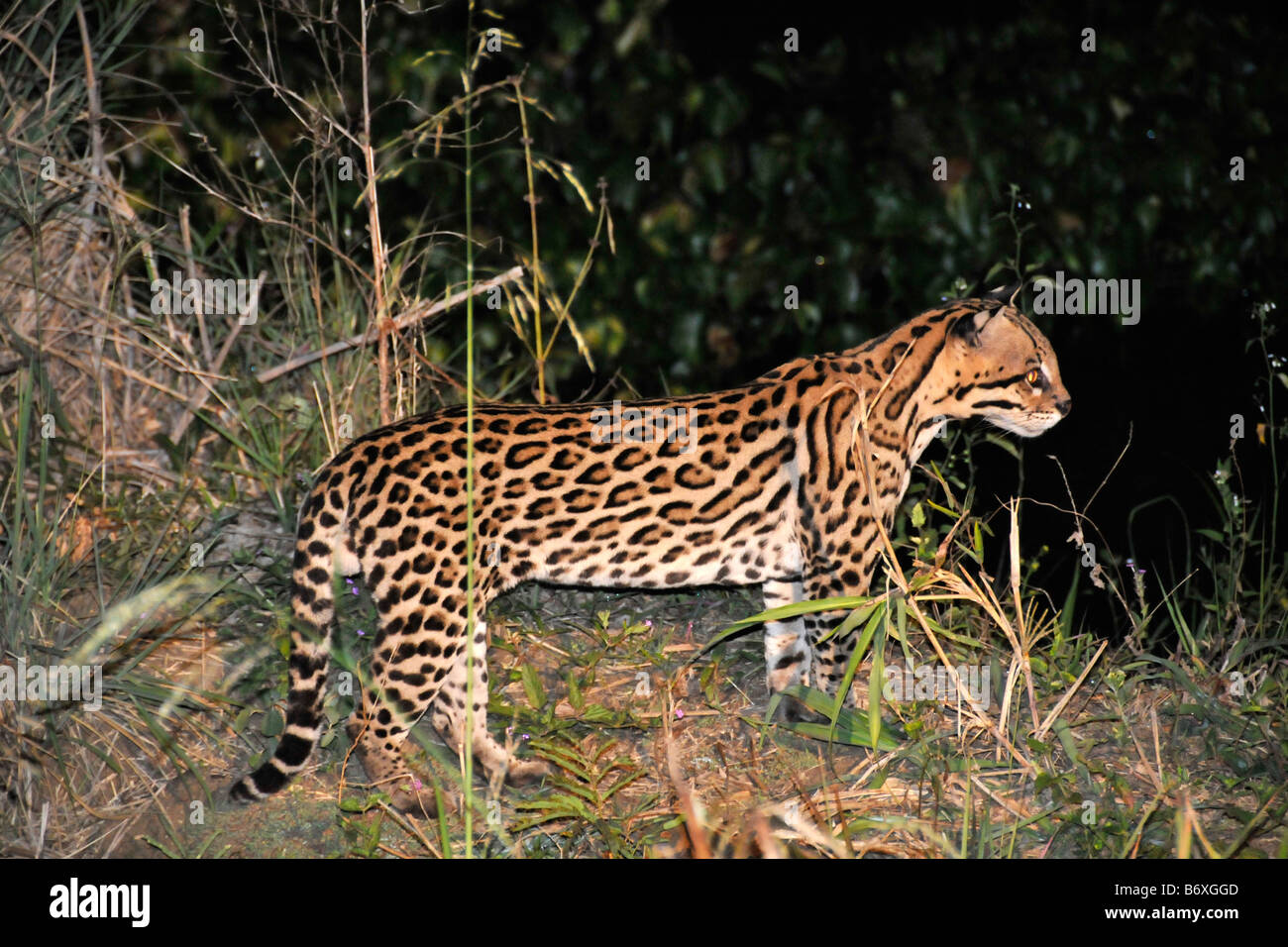 Ocelot Leopardus pardalis at night Fazenda San Francisco Miranda Mato ...