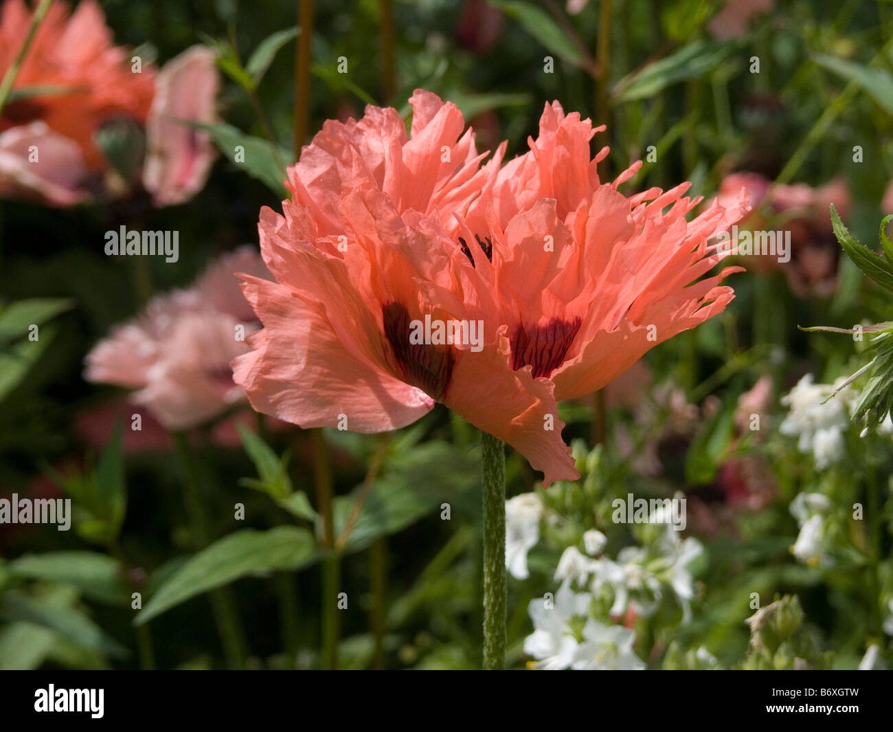Opening ornamental hi-res stock photography and images - Alamy