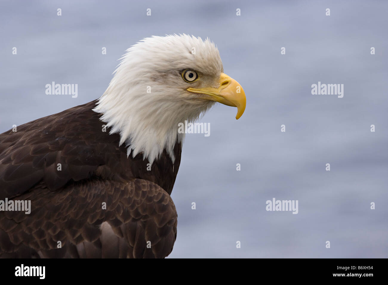 Mature eagle hi-res stock photography and images - Alamy