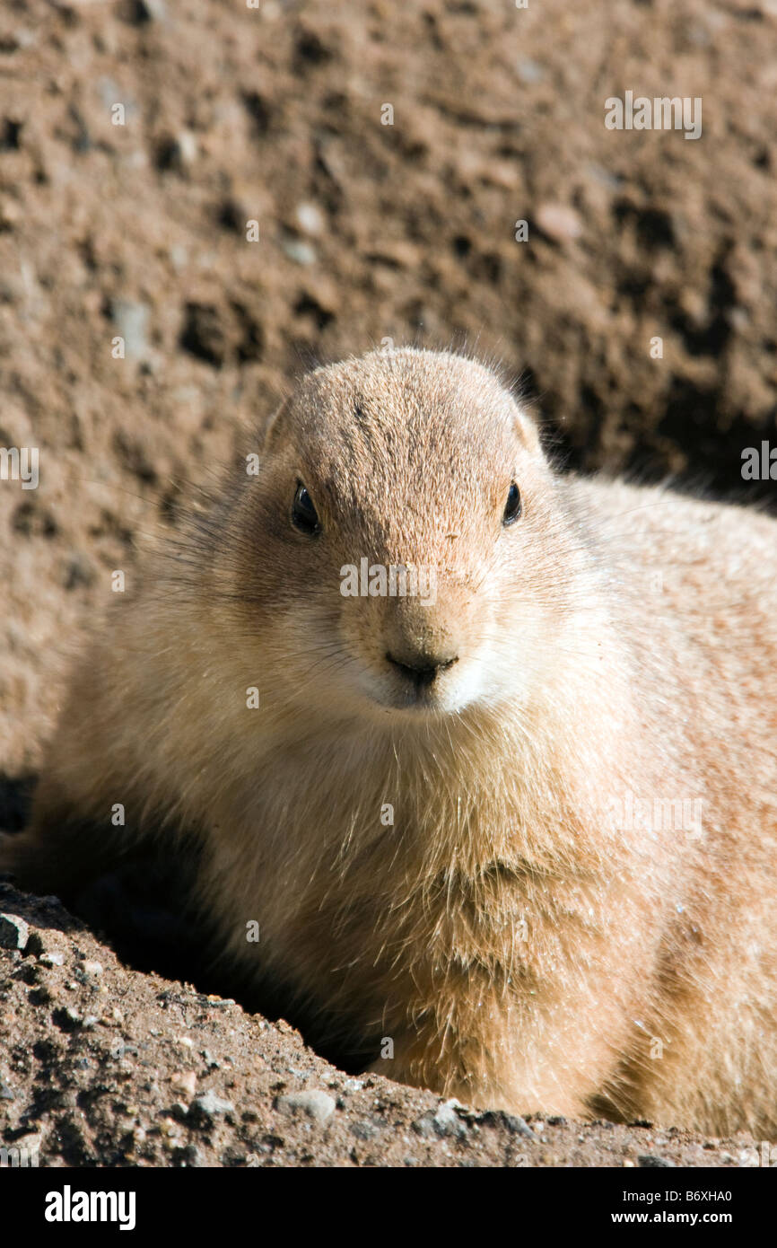 Prairie Dog at burrow entrance Stock Photo - Alamy