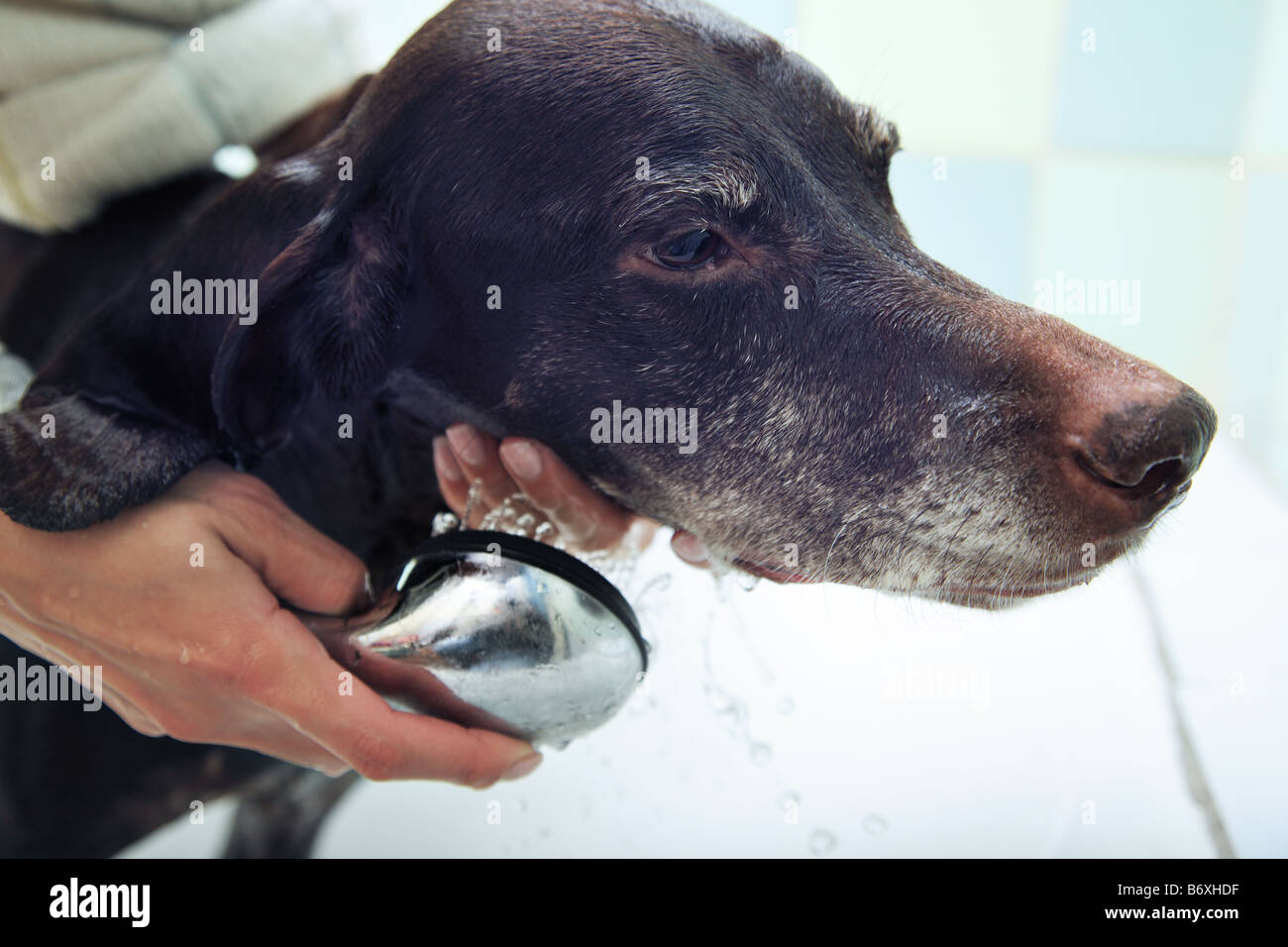 Bathroom dog domestic hi-res stock photography and images - Alamy
