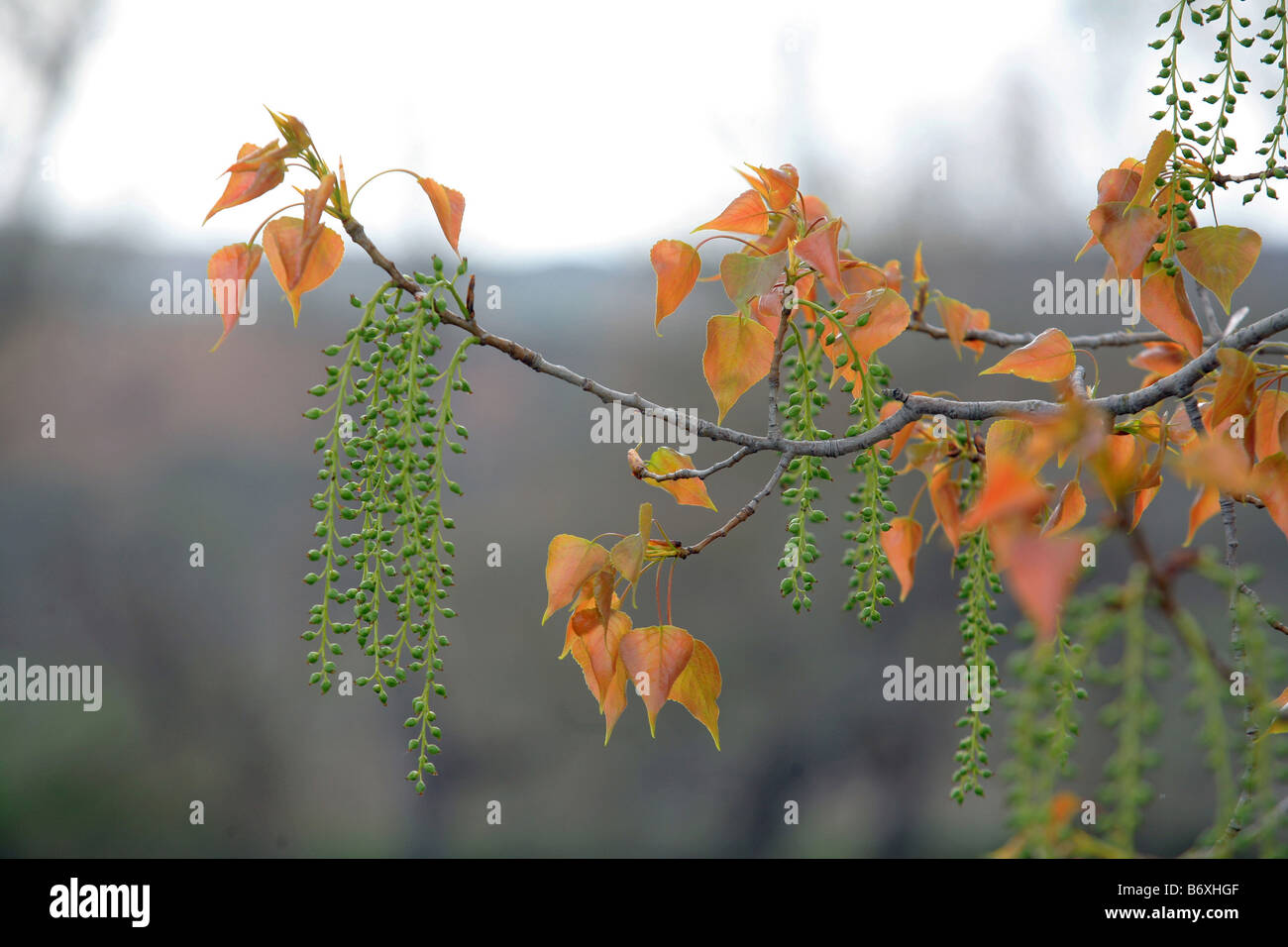 populus tree, poplar Stock Photo - Alamy