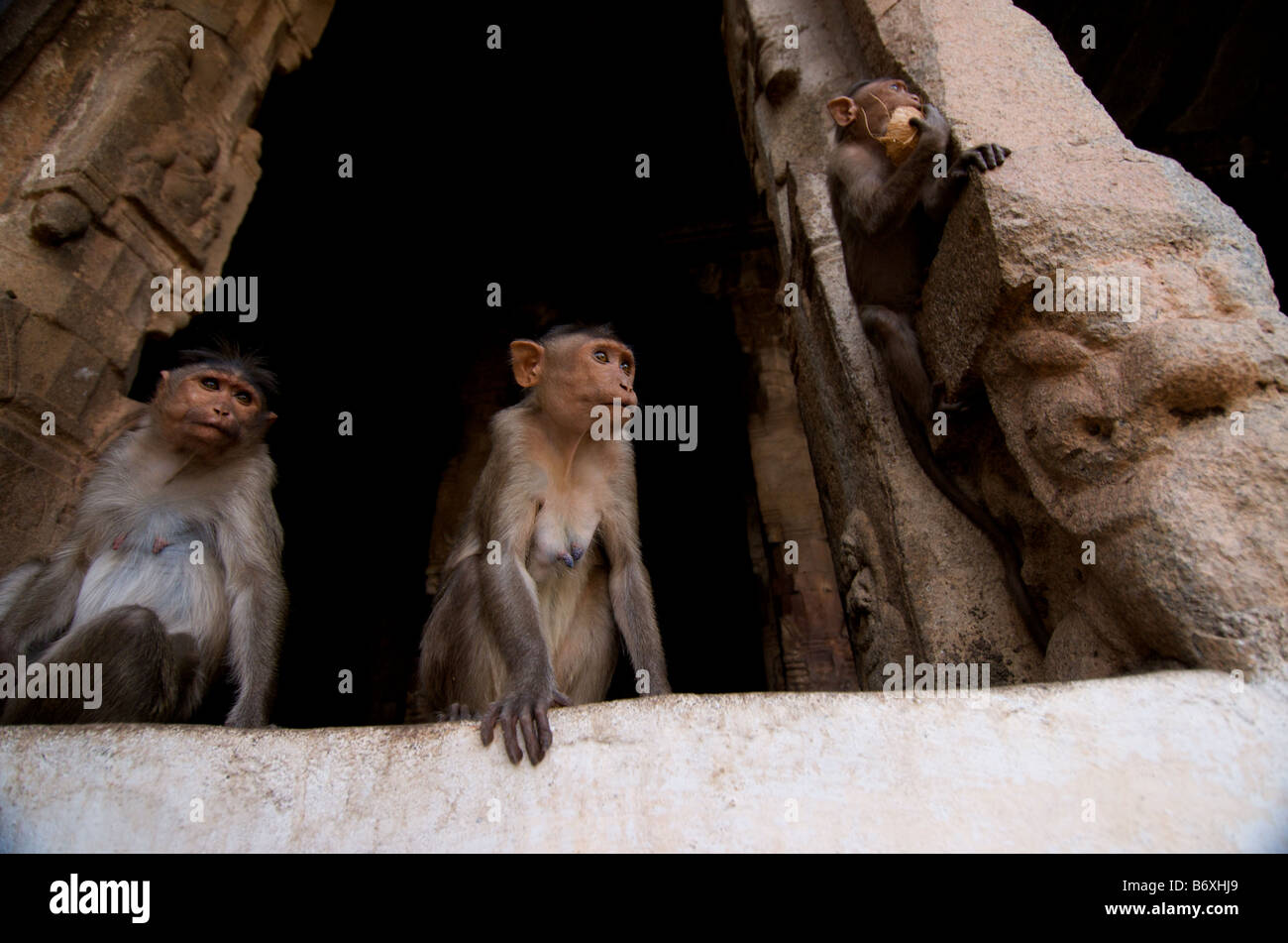 A group of female monkeys watching the male monkeys in anticipation as ...