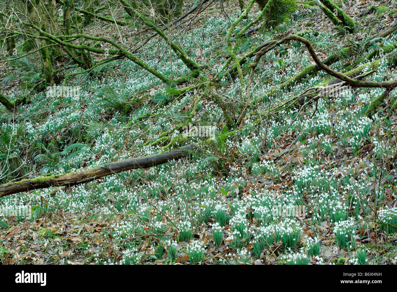 Snowdrop valley devon hi-res stock photography and images - Alamy