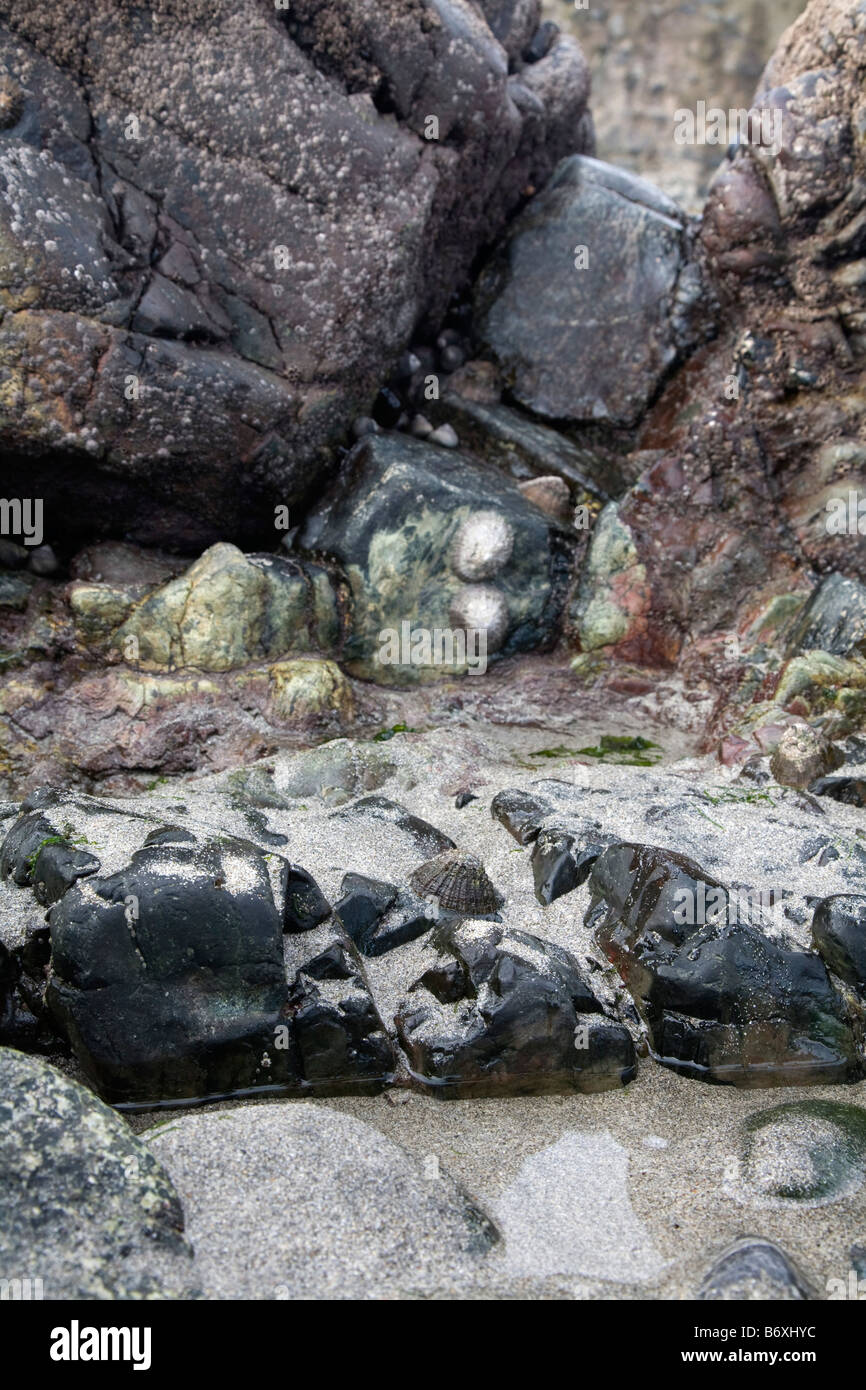 basalt dyke in foreground gabbro dyke in background in serpentine ...