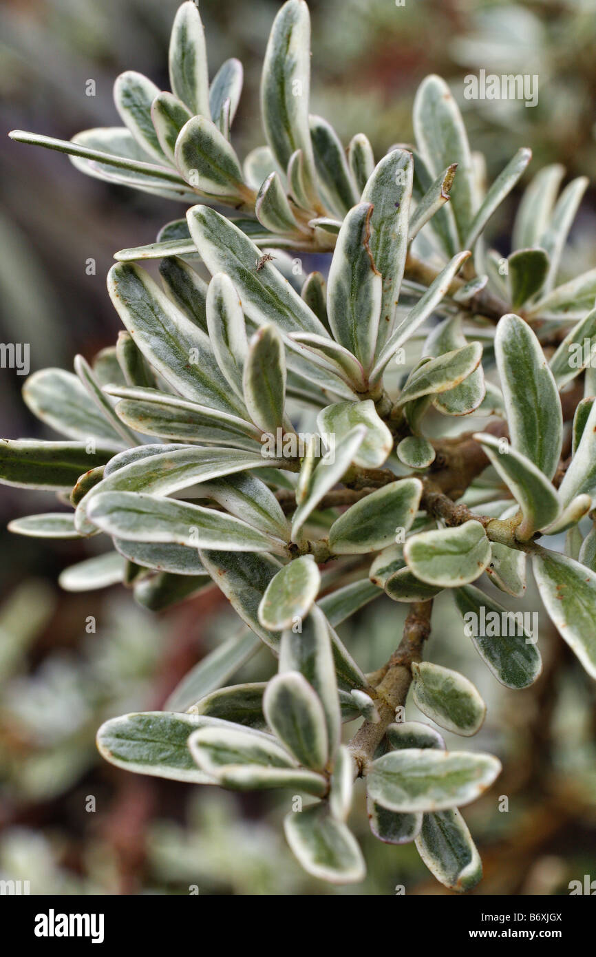 Coprosma hi-res stock photography and images - Alamy